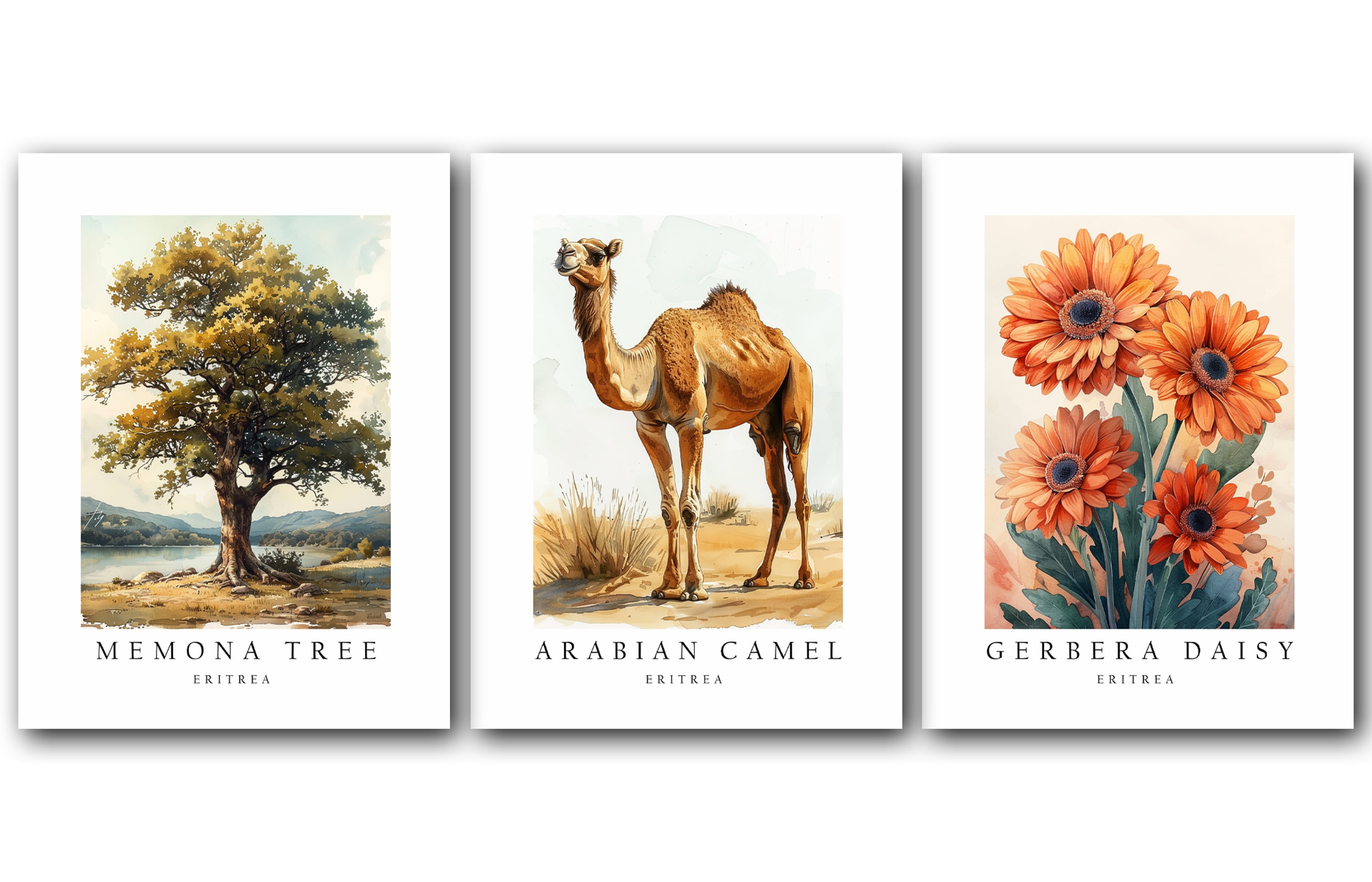 Eritrea National Symbols, The Arabian Camel, Gerbera Daisy Flower ...