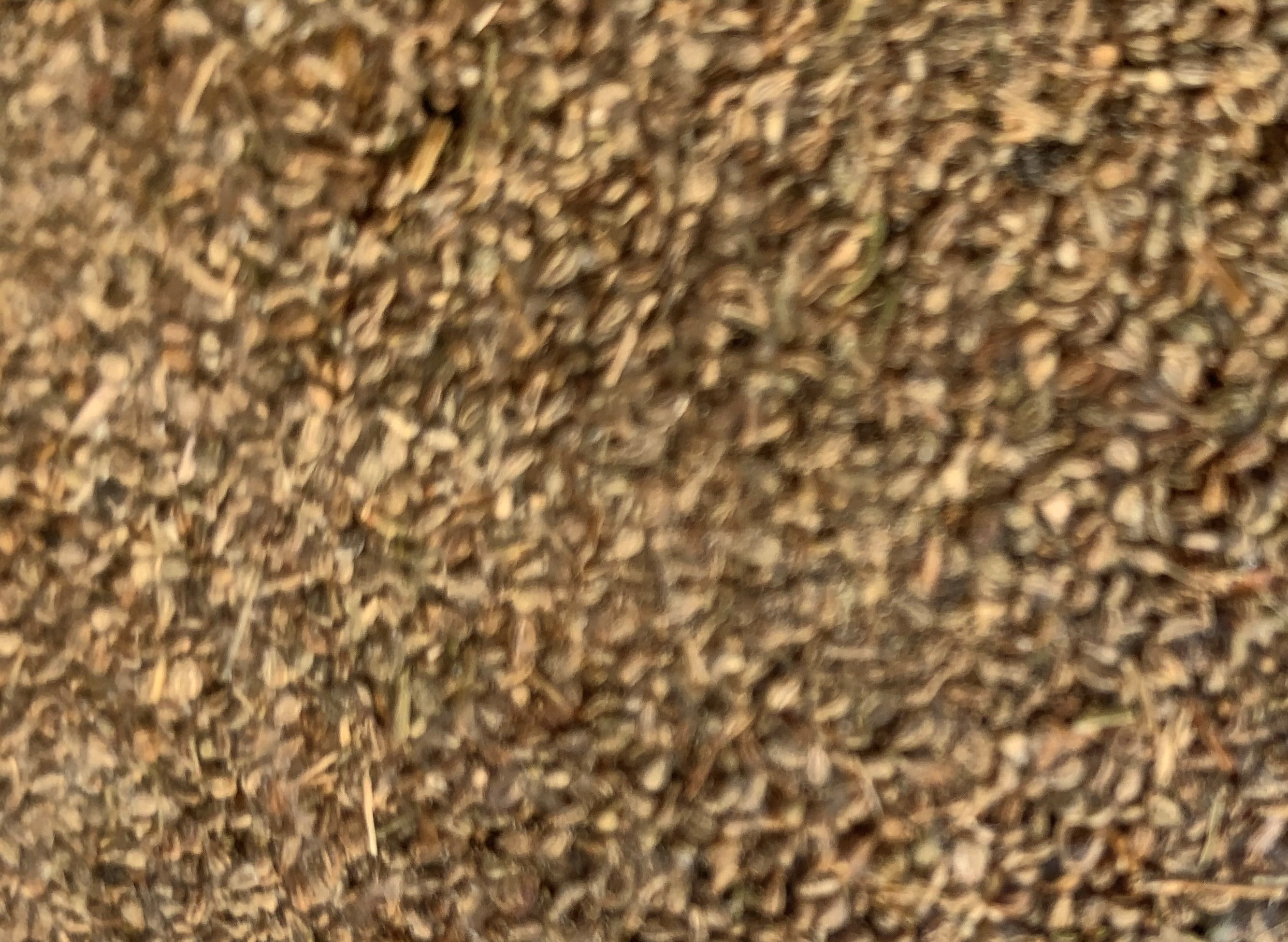 Eritrean Ethiopian Azmud White Cumin 1 pound - Walmart.com