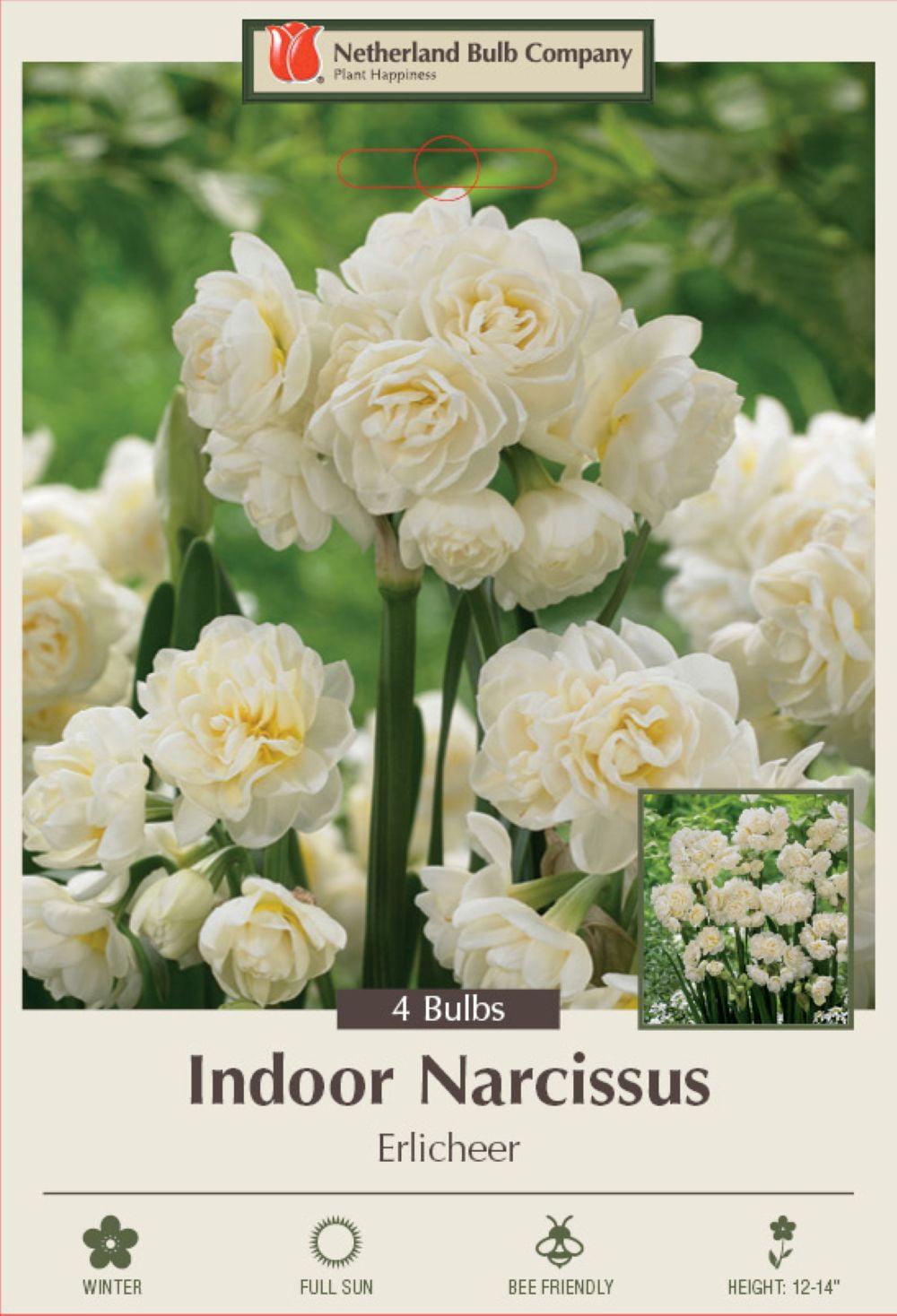 Erlicheer Paperwhite Narcissus - 4 Bulbs - Indoors - 14/15cm Bulbs ...