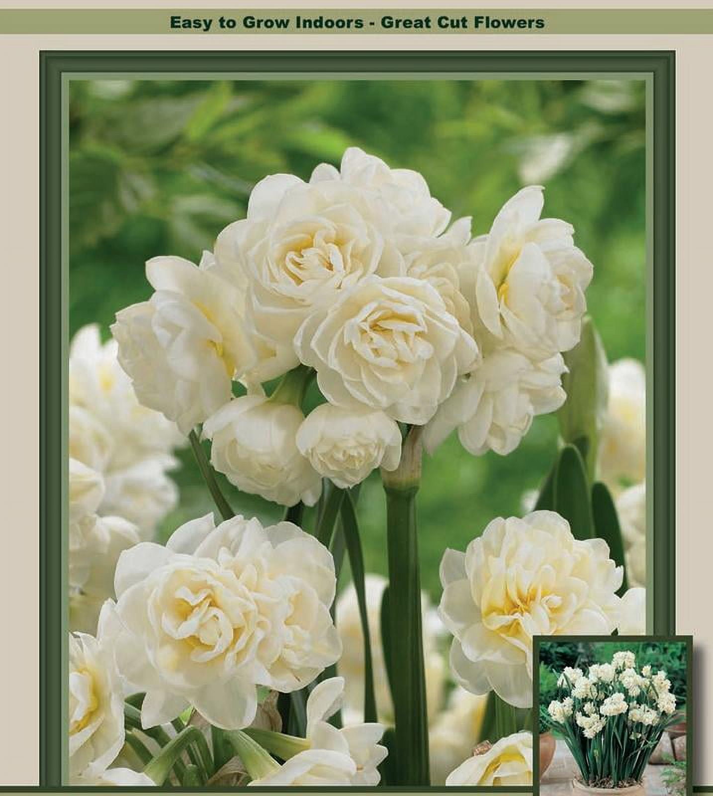 Erlicheer Paperwhite Narcissus 4 Bulbs - Indoors/Out - 14/15cm Bulbs ...