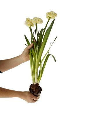 Erlicheer Paperwhite Narcissus - 5 Bulbs - 15/17 cm Bulbs Very Fragrant ...