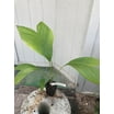 Vanuatu Fan Palm - Licuala Grandis - Live Plant in 1 Gallon Pot ...