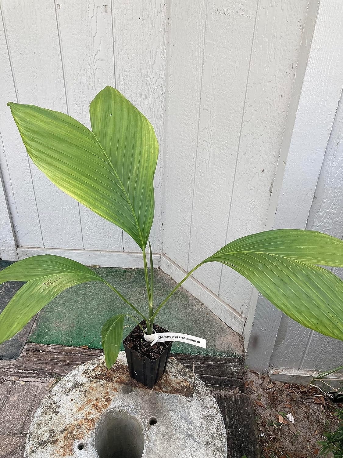 Ernest August's Palm - Understory Fishtail Palm - Live Plant in an 4 ...