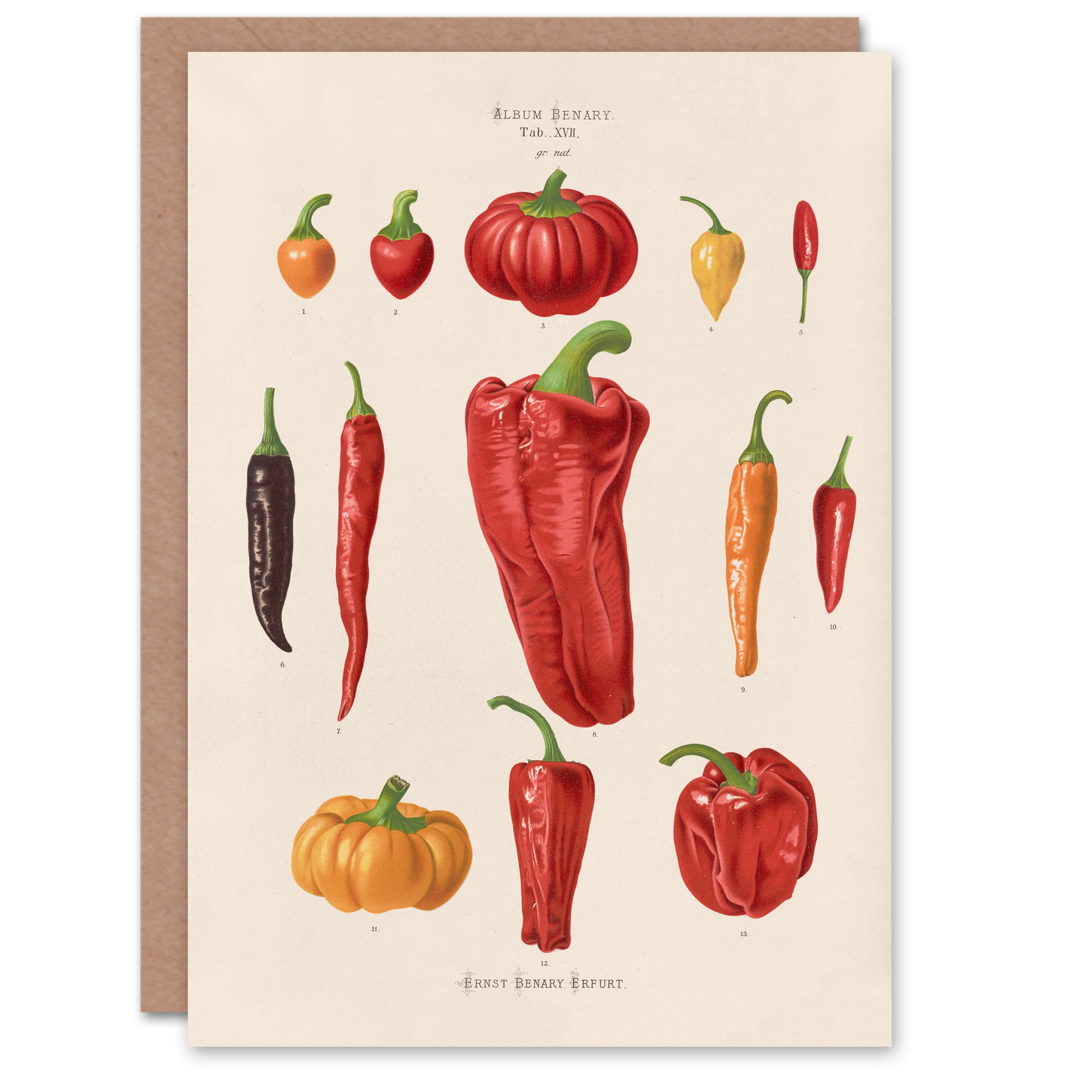 Ernst Benary Art Card Capsicums and Chili Pepper Varieties - Walmart.com
