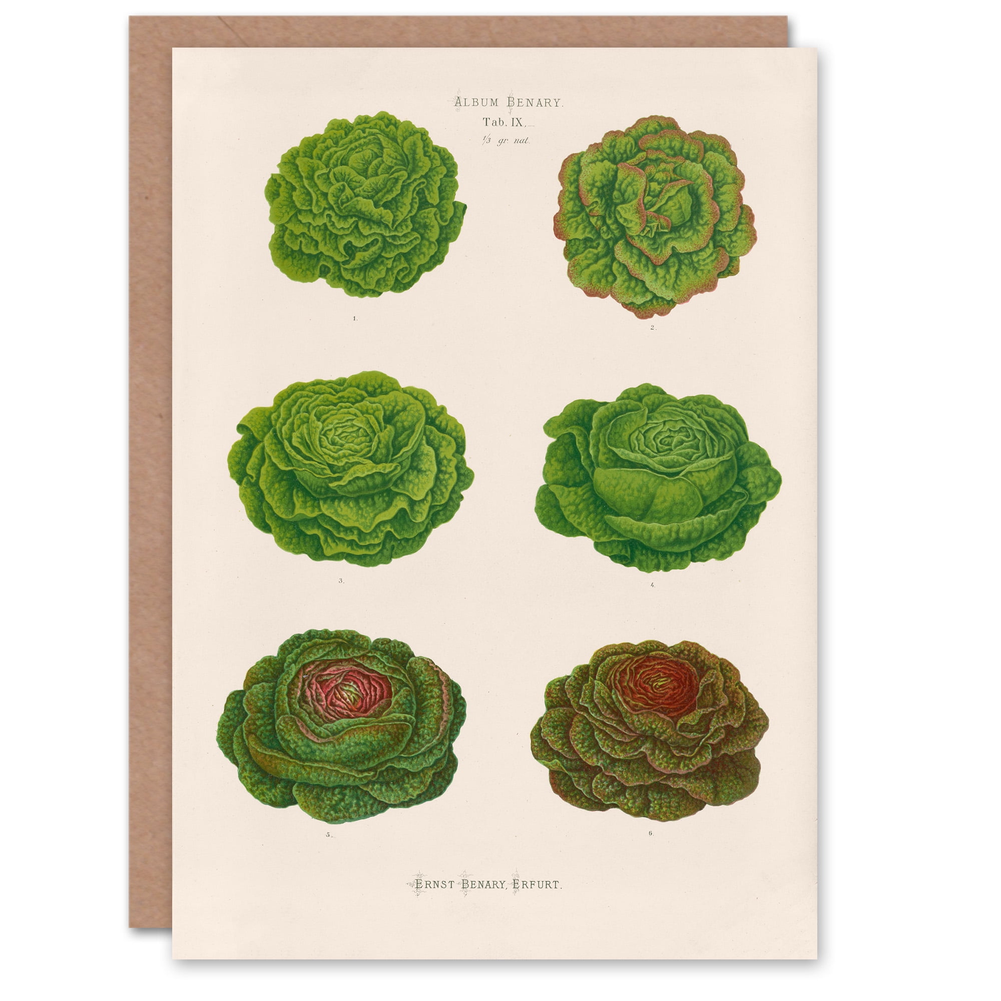 Ernst Benary Art Card Lettuce and Cabbage Varieties - Walmart.com