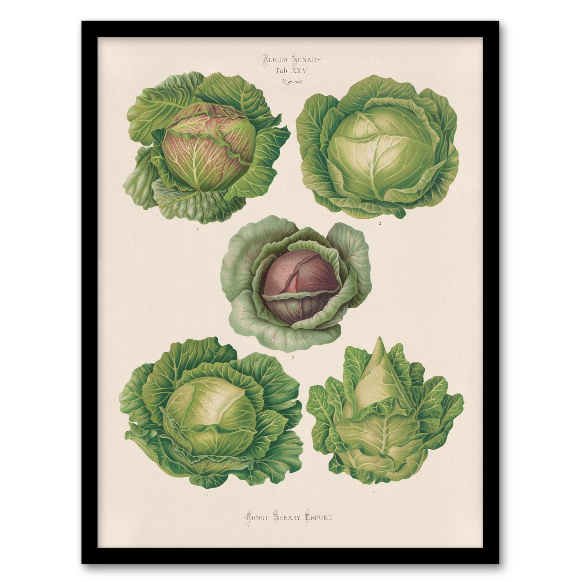 Ernst Benary Cabbage Varieties Vintage Botanical Framed Wall Art Print ...