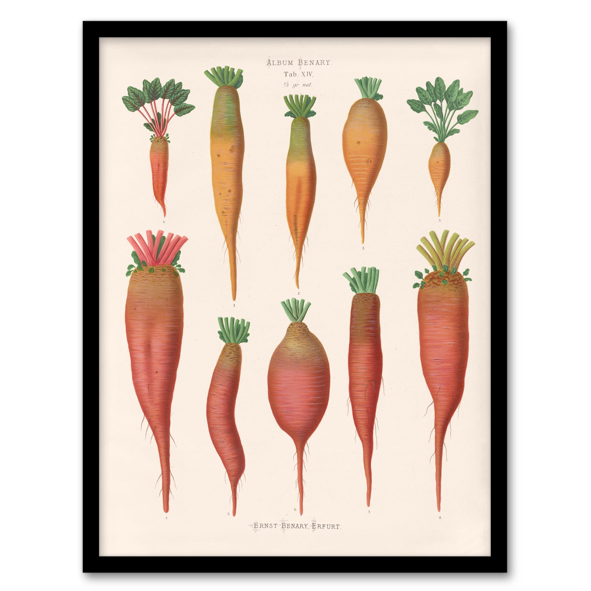 Ernst Benary Mangold Wurzels Field Beet Varieties Framed Wall Art Print ...