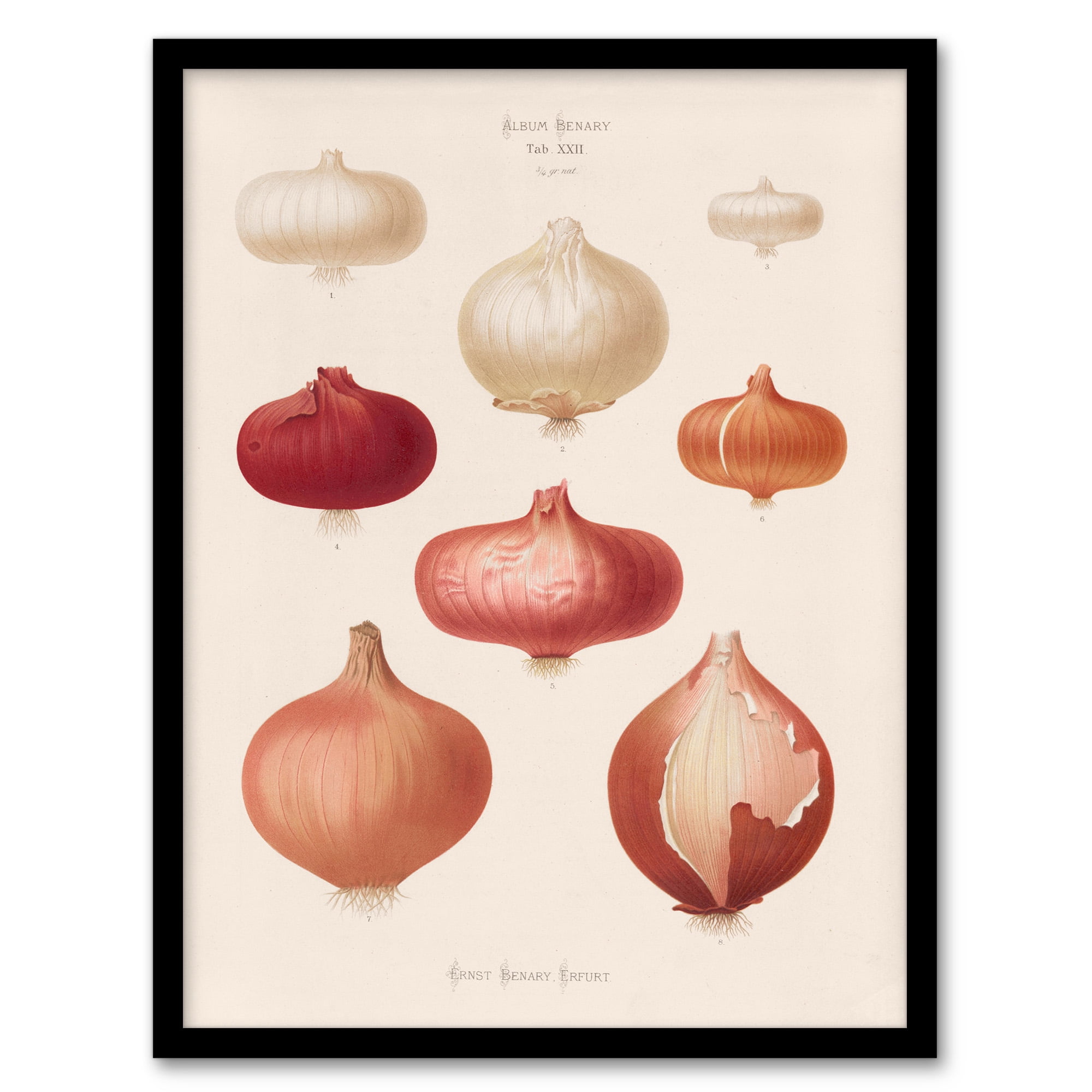 Ernst Benary Onion Varieties Vintage Illustration Framed Wall Art Print ...