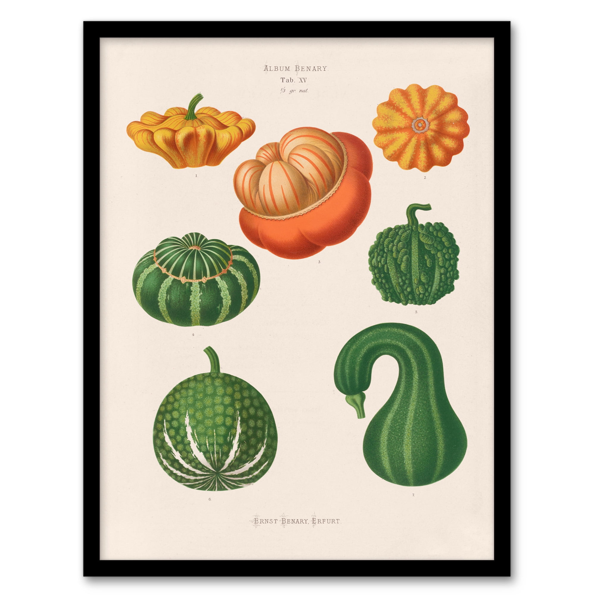 Ernst Benary Ornamental Gourds Vintage Botanical Framed Wall Art Print ...