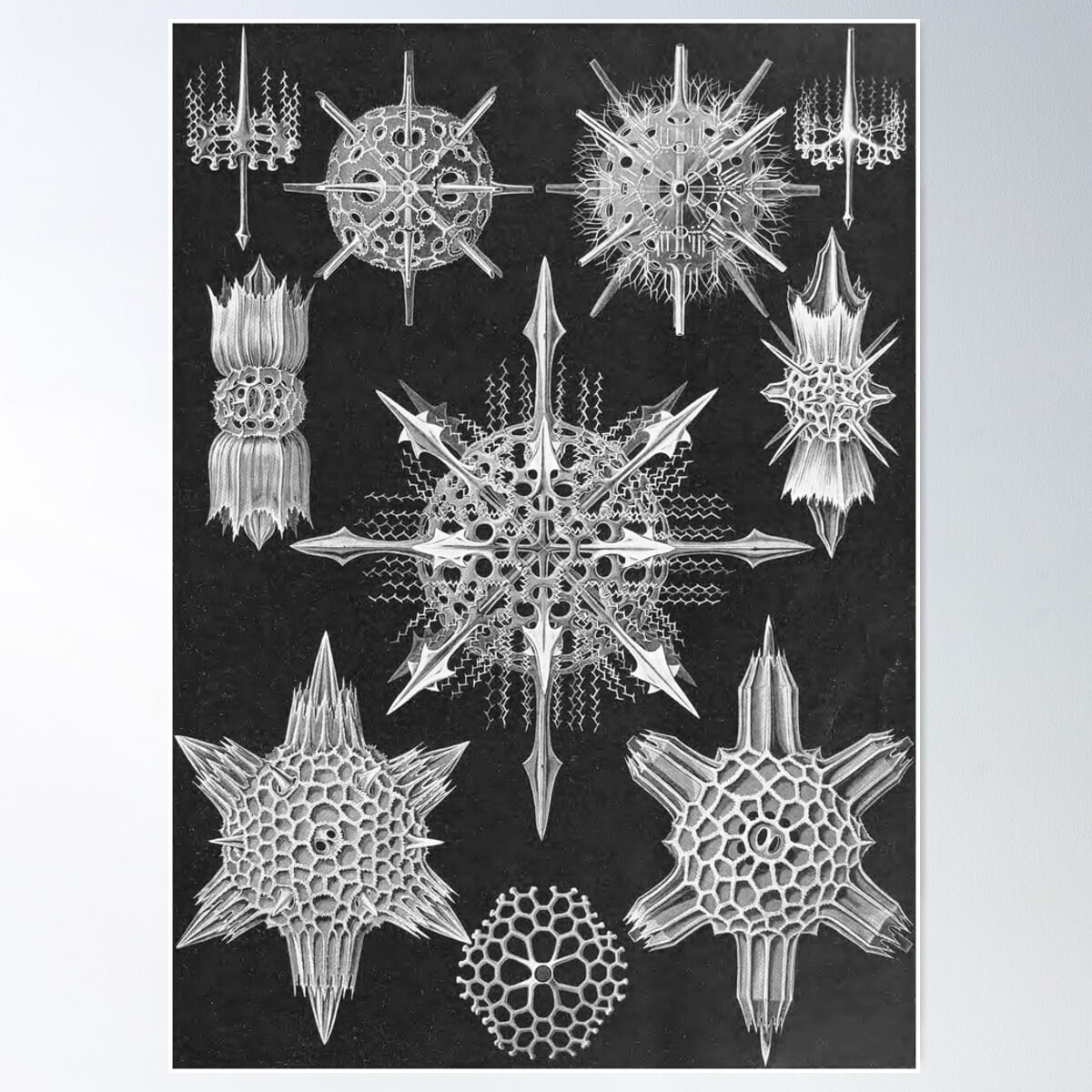 Ernst Haeckel Acanthophracta Forms Of Nature Coral Skeleton Poster Wall ...