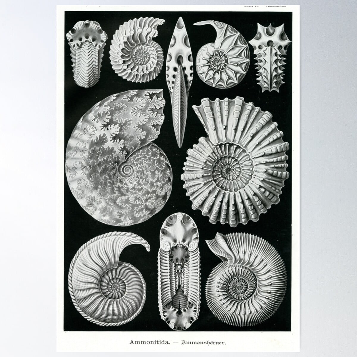 Ernst Haeckel Ammonite Fossil Drawings Poster, 8x12 UNFRAMED - Walmart.com