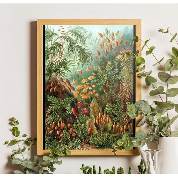 Ernst Haeckel Botanical Poster, Muscinae Moss Illustration, Unframed ...