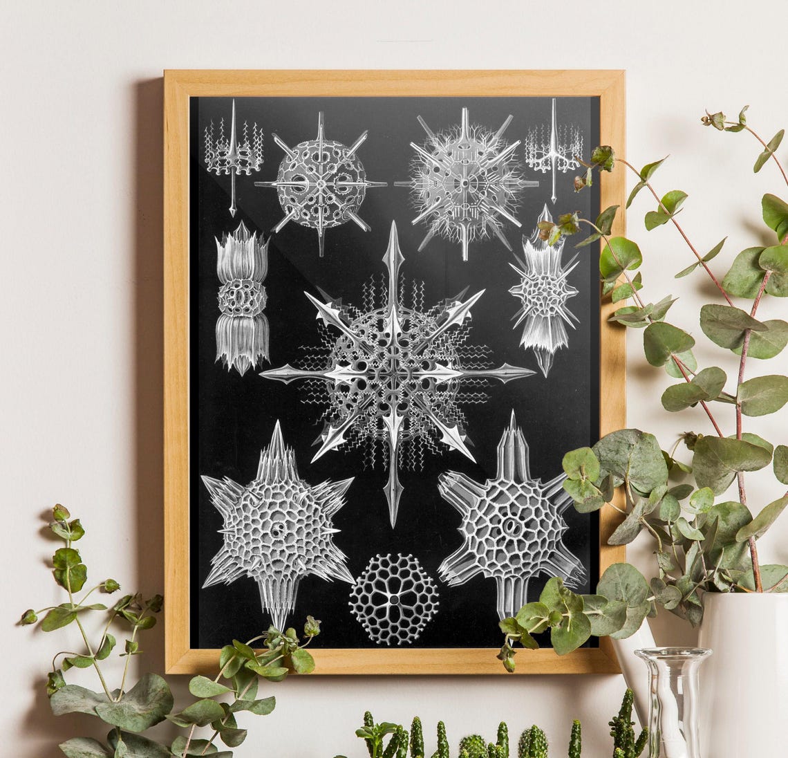 Ernst Haeckel Marine Life Art Print, Acanthophract Illustration #2962 ...