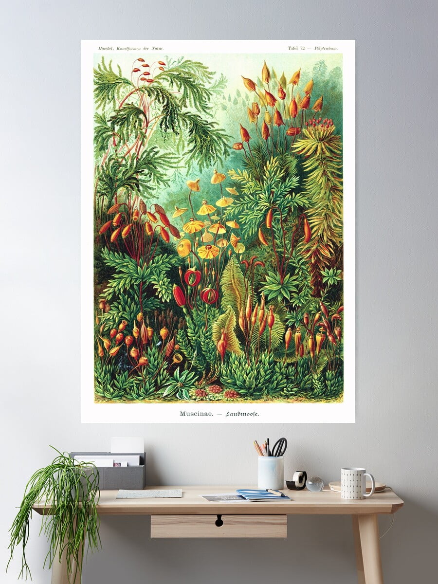Ernst Haeckel - Muscinae (Mosses) - Vintage Botanical Illustration ...