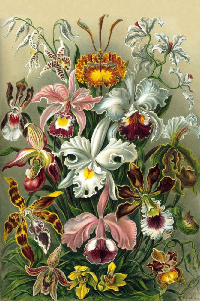 Ernst Haeckel, Orchidae (12x18 Wall Art Poster, Room Decor) - Walmart.com