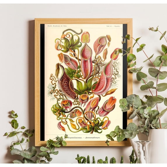 Ernst Haeckel Pitcher Plant Poster Vintage Botanical Illustration ...