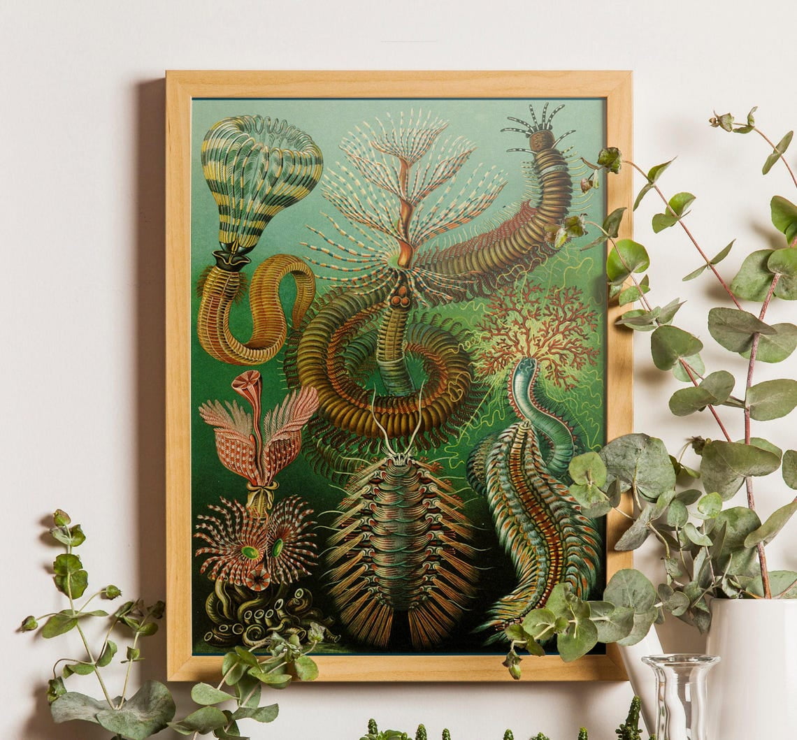 Ernst Haeckel Sea Worms Illustration, Vintage Nautical Poster ...