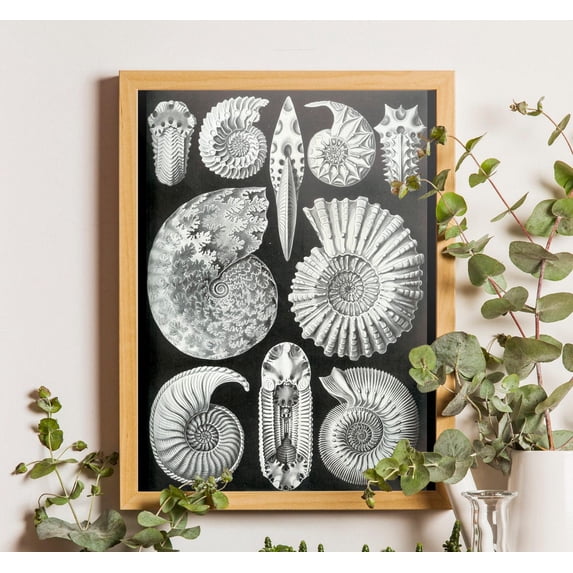 Ernst Haeckel Seashells Poster, Ammonitida Oceanography Art, Stretched ...