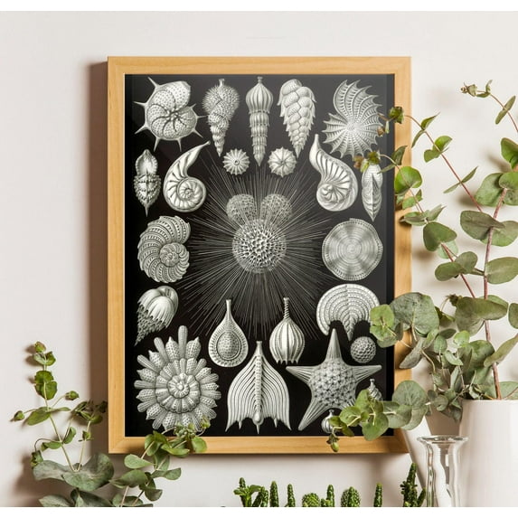 Ernst Haeckel Shells Poster, Nautilus Poster, Coastal Wall Art ...
