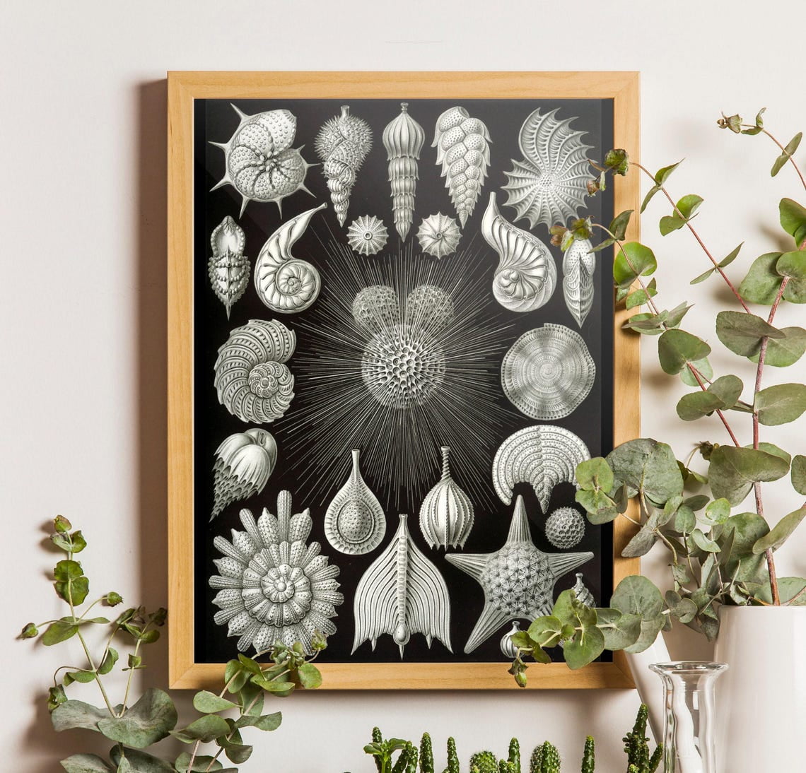 Ernst Haeckel Shells Poster, Nautilus Poster, Coastal Wall Art ...