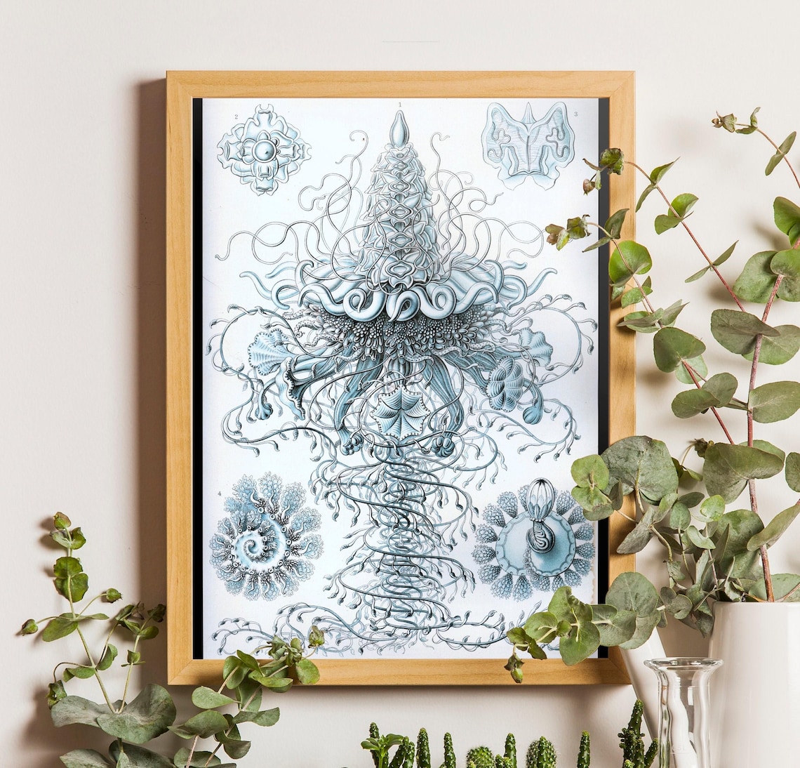 Ernst Haeckel Siphonophorae Print, Marine Biology Illustration ...