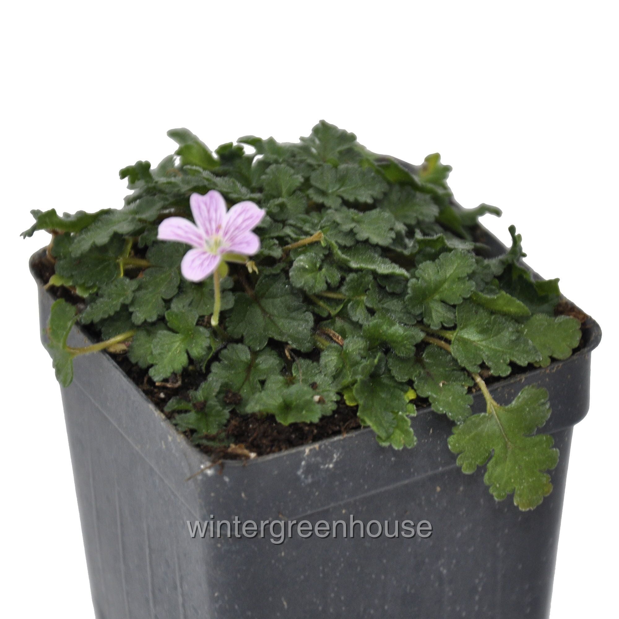 Erodium X Variabile ‘Flore Pleno’, Flore Pleno, Heron's Bill - Pot Size ...