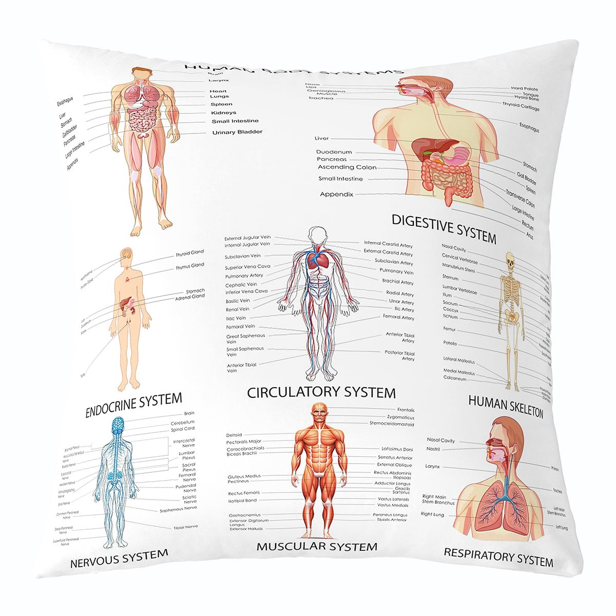 Erosebridal Natural Biology Pillow Cases, Human Skeleton Pillow Cases ...