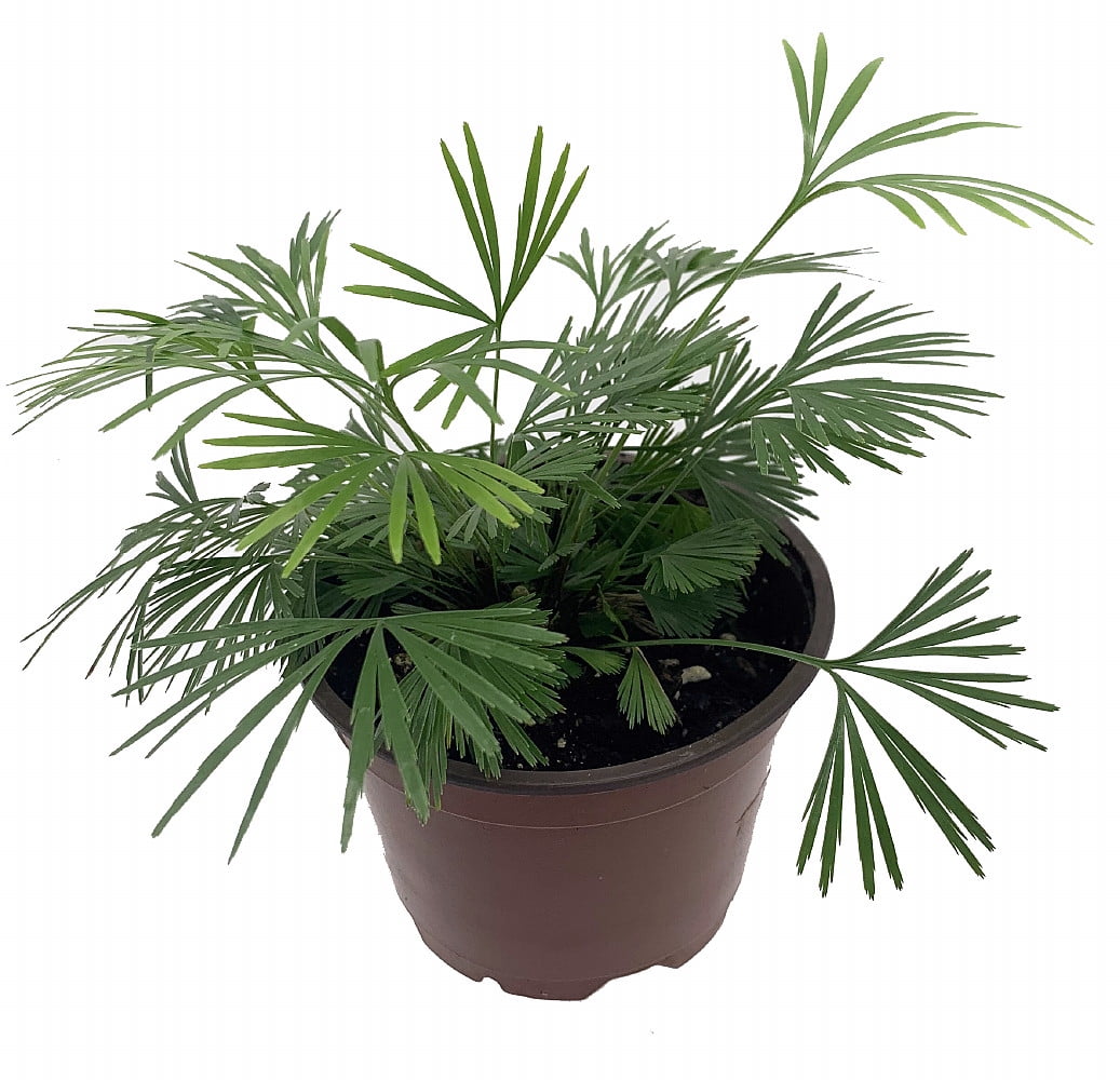 Erotic Arabian Eyelash Fern - Actiniopteris semiflabellatta - 4" Pot ...