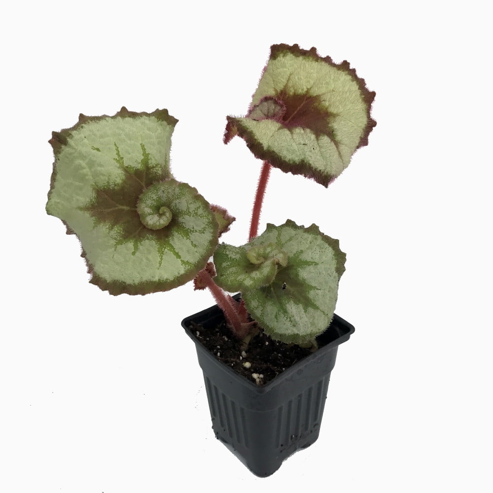 Escargot Rex Begonia Plant - 4.5" Pot - Great Houseplant - Walmart.com