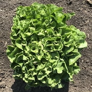 Watermelon Garden Seeds - Shiny Boy Hybrid (Treated) - 100 Seeds - Non ...