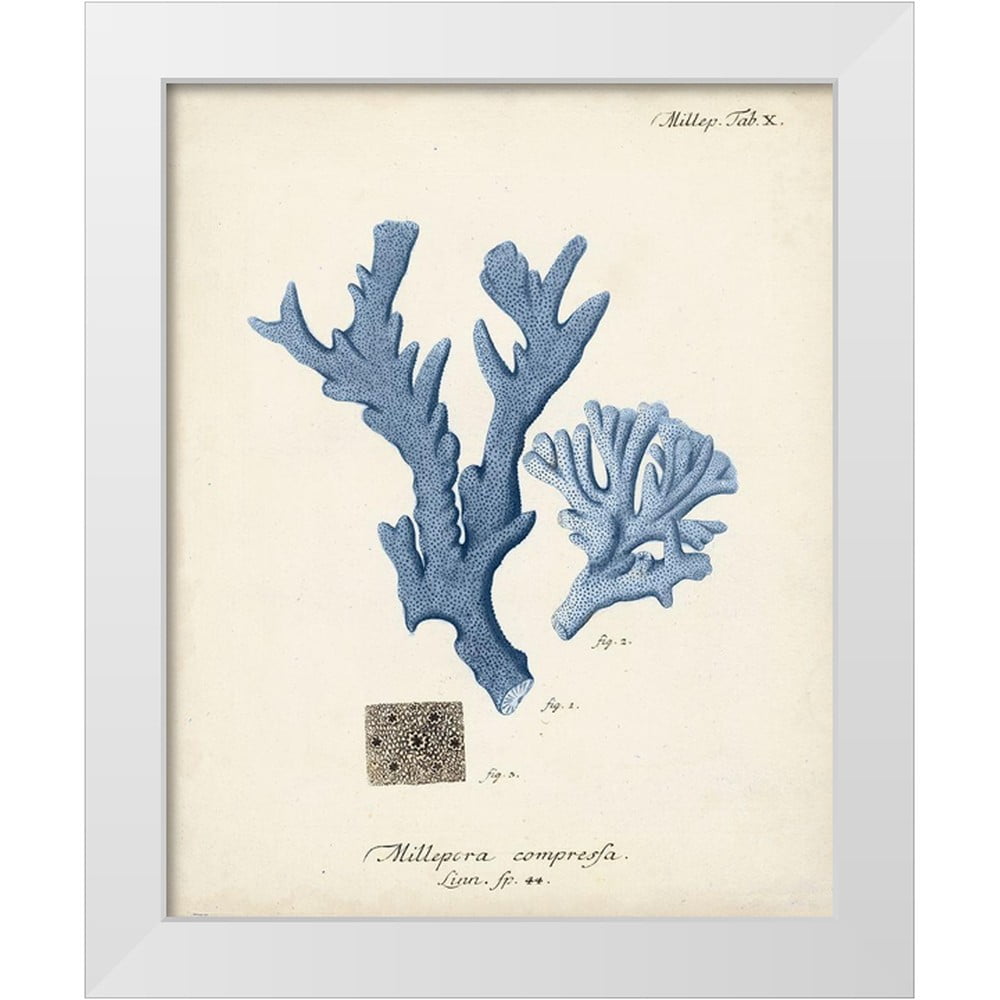 Esper, Johann 26x32 White Modern Wood Framed Museum Art Print Titled - Antique Coral in Navy I ...