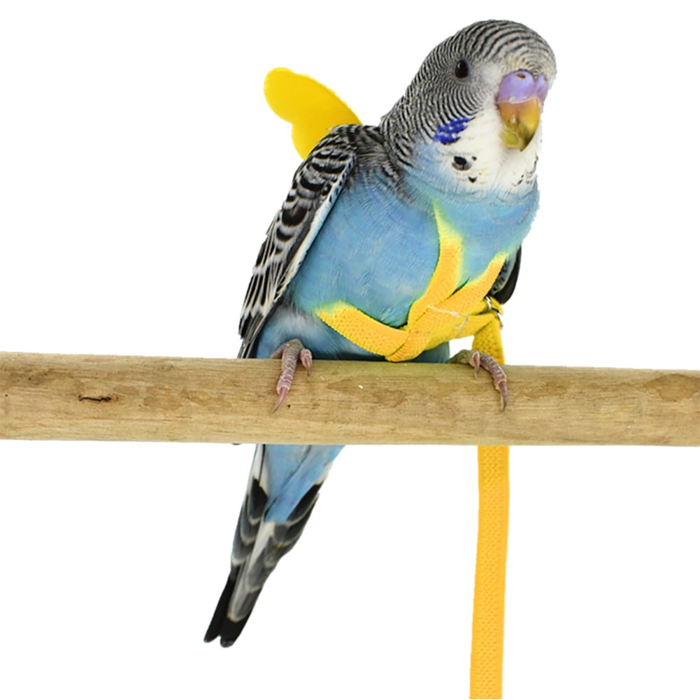Essential Adjustable Small Medium Outdoor Flying Training Parrot ...