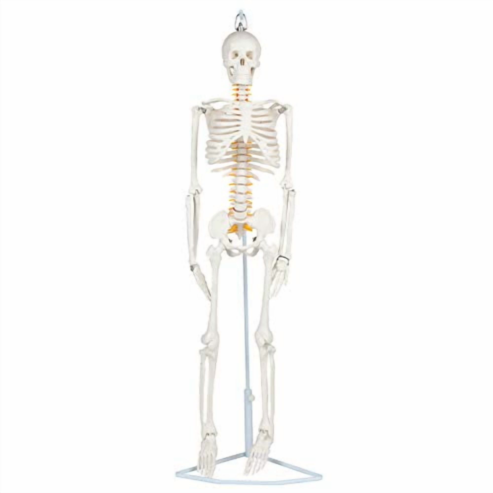 Essential Flexible Mini Human Skeleton, 35" Mini Skeleton Replica ...