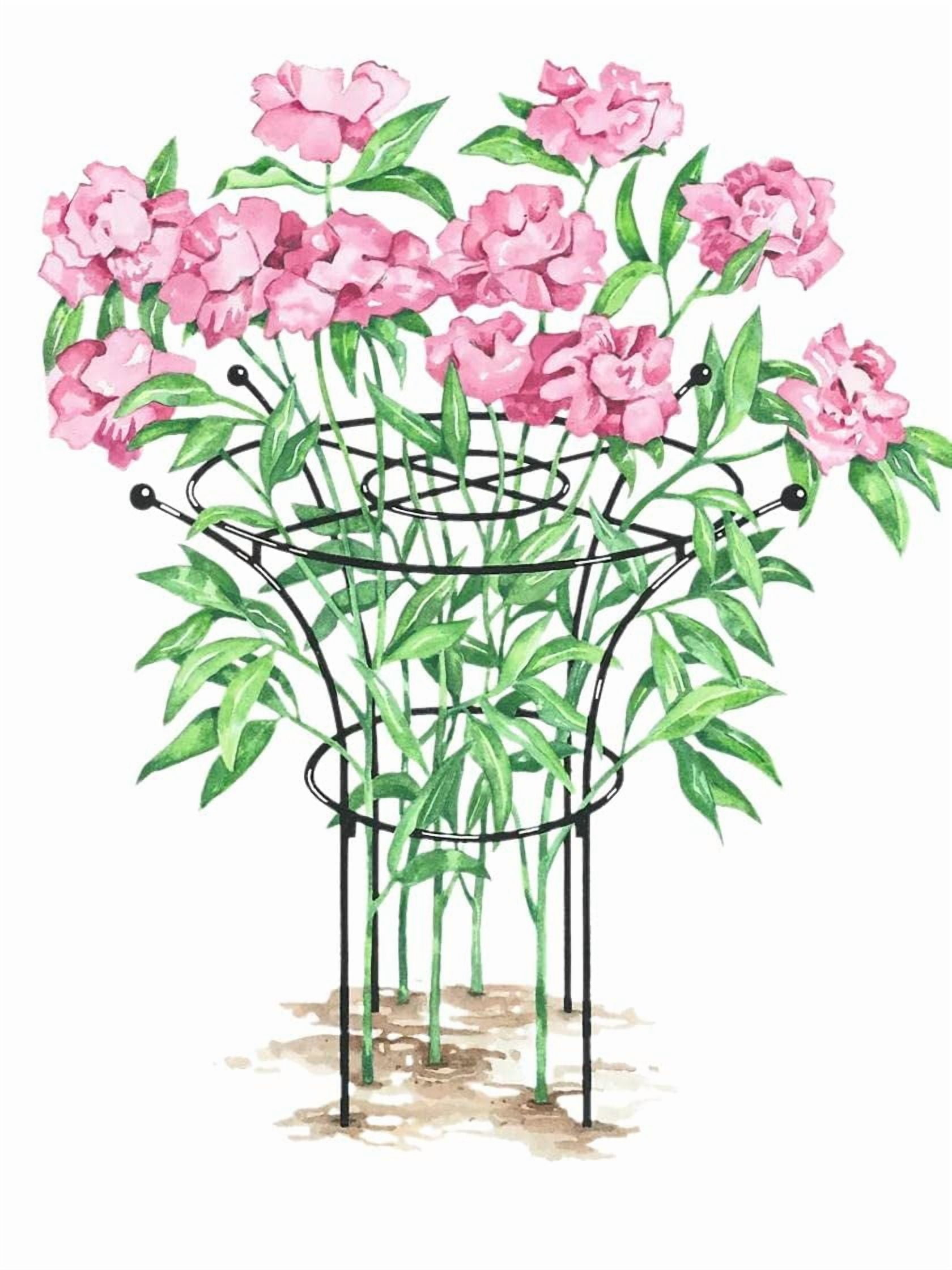 Essex Plant Support Frame for Peonies Roses Ornamental Flowers, Wide ...