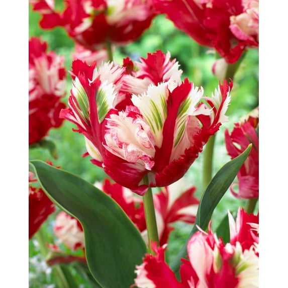 Estella Rijnveld Parrot Tulip Bulbs for Planting - Stunning Multi Color ...