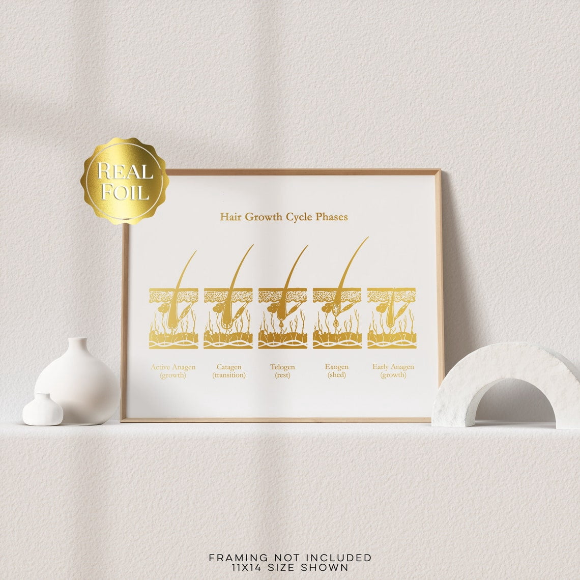 Esthetician Gift - Hair Growth Cycle Phases - Dermatologist Gift ...