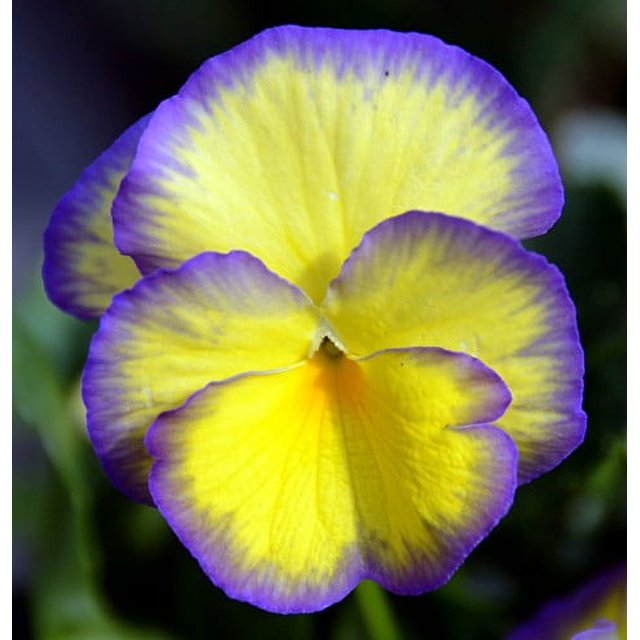 Etain Mountain Violet Perennial - Viola - Shade Lover - Quart Pot ...