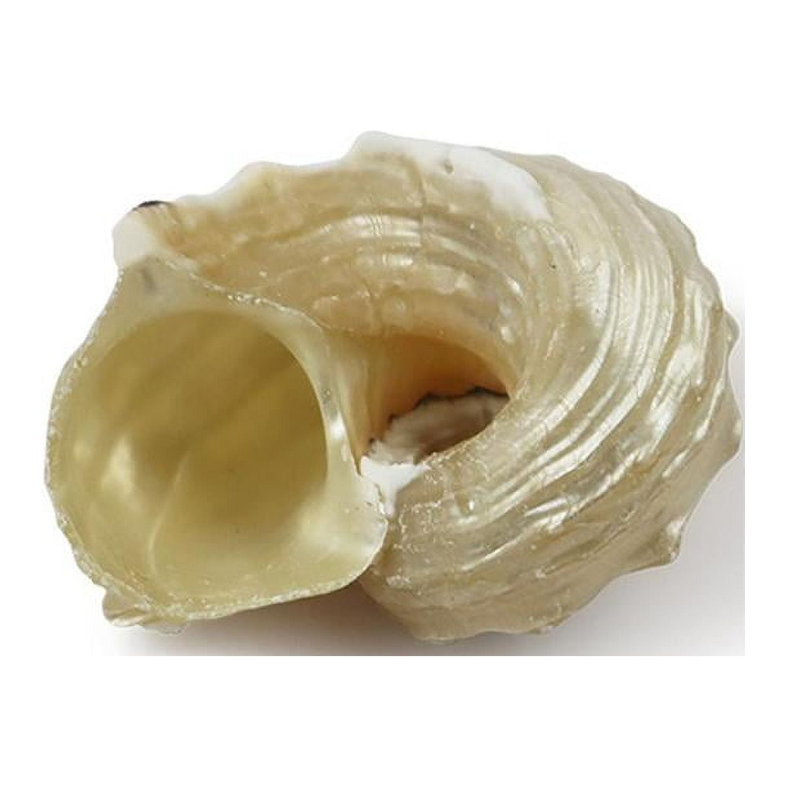 EtherealEdge Natural Conch Shell Large Snails Aquarium Landscaping ...