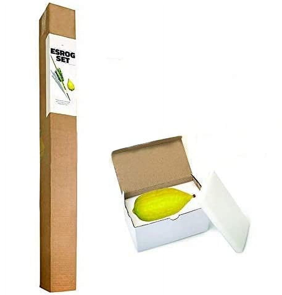 Etrog & Lulav Beautiful Set - 100% Certified Kosher - Well Packed ...