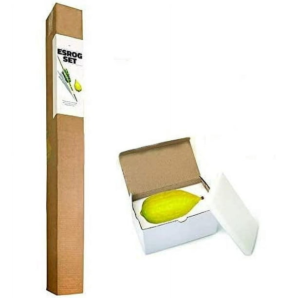 Etrog & Lulav Beautiful Set - 100% Certified Kosher - Well Packed ...