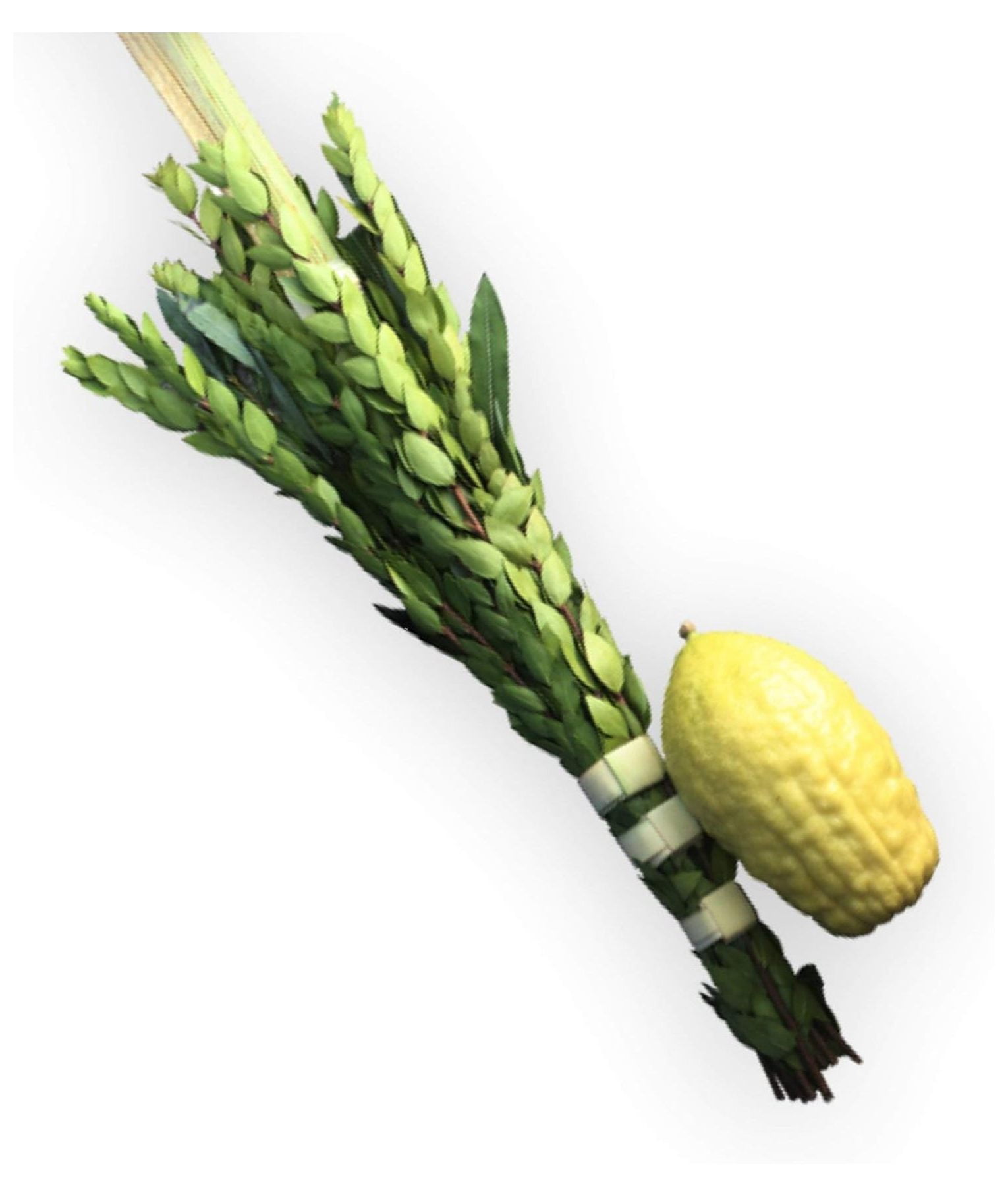 Etrog And Lulav Set + detailed - Well Packed - Ship One Day After ...