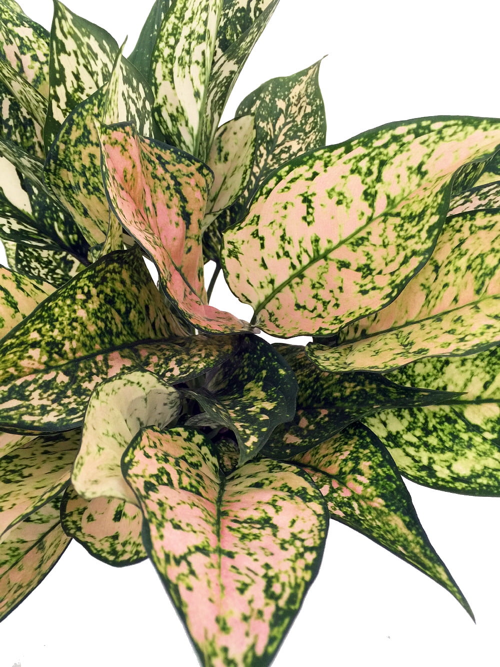 Etta Rose Chinese Evergreen Plant - Aglaonema - Grows in Dim Light - 6 ...
