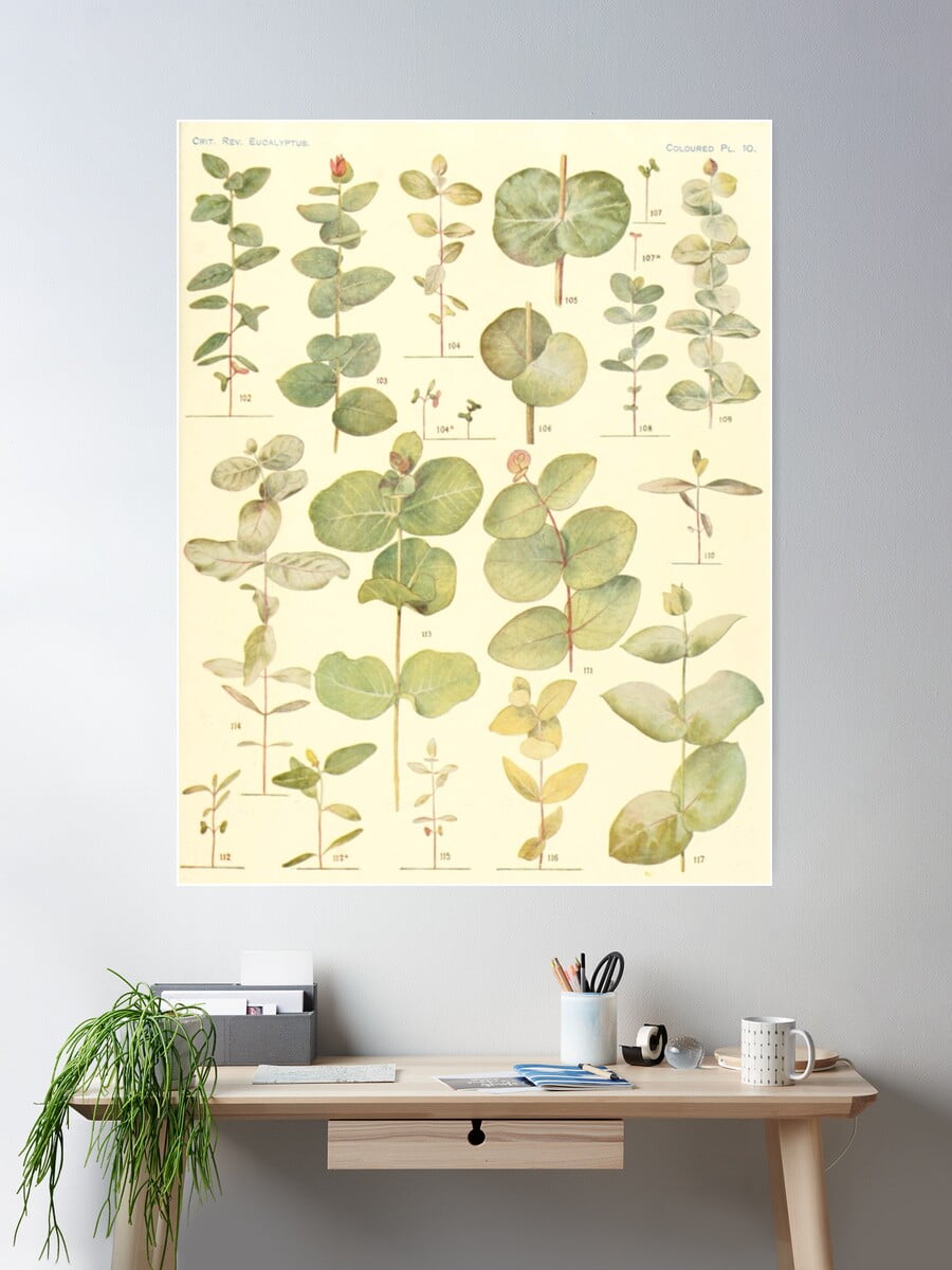 Eucalyptus Chart Poster Wall Art, Modern Wall Decor For Living Room ...