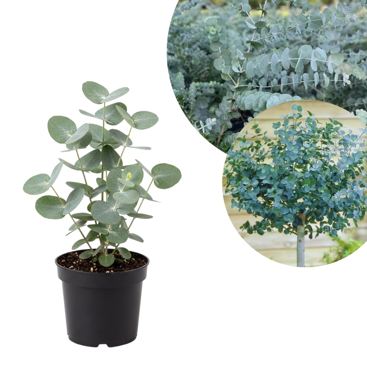 Eucalyptus Tree Live Plant 5″ Pot, Fragrant Eucalyptus Plant, Easy Grow ...