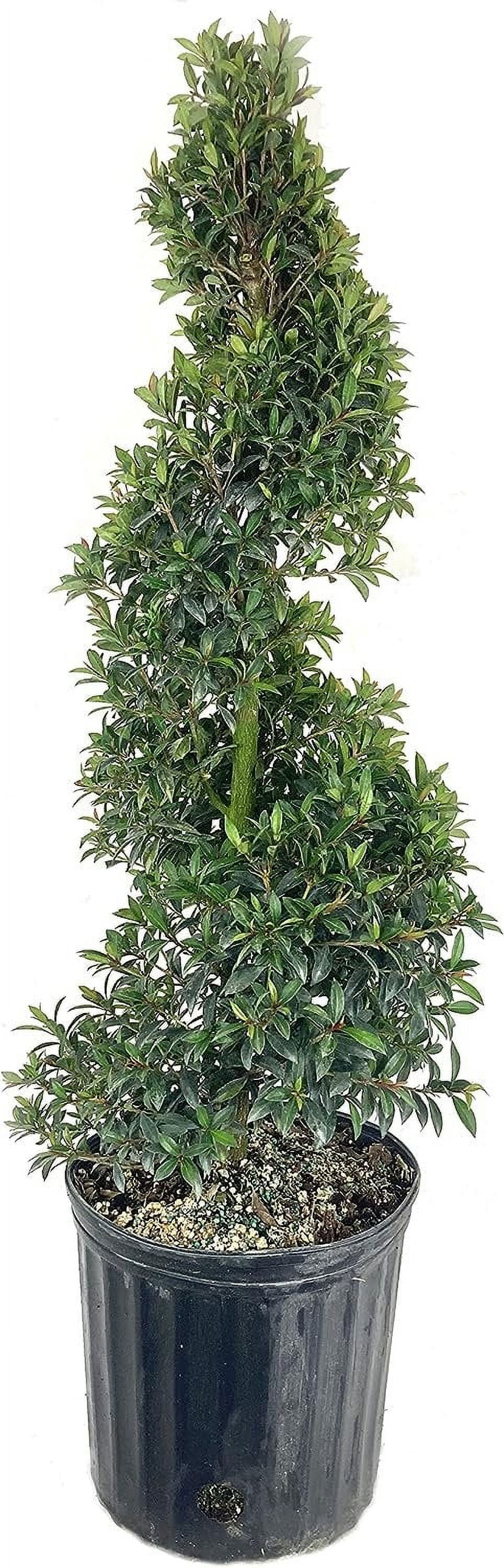 Eugenia Spiral Topiary - Live Plant in a 10 Inch Pot - Eugenia Myrtifolium - Beautiful Outdoor ...