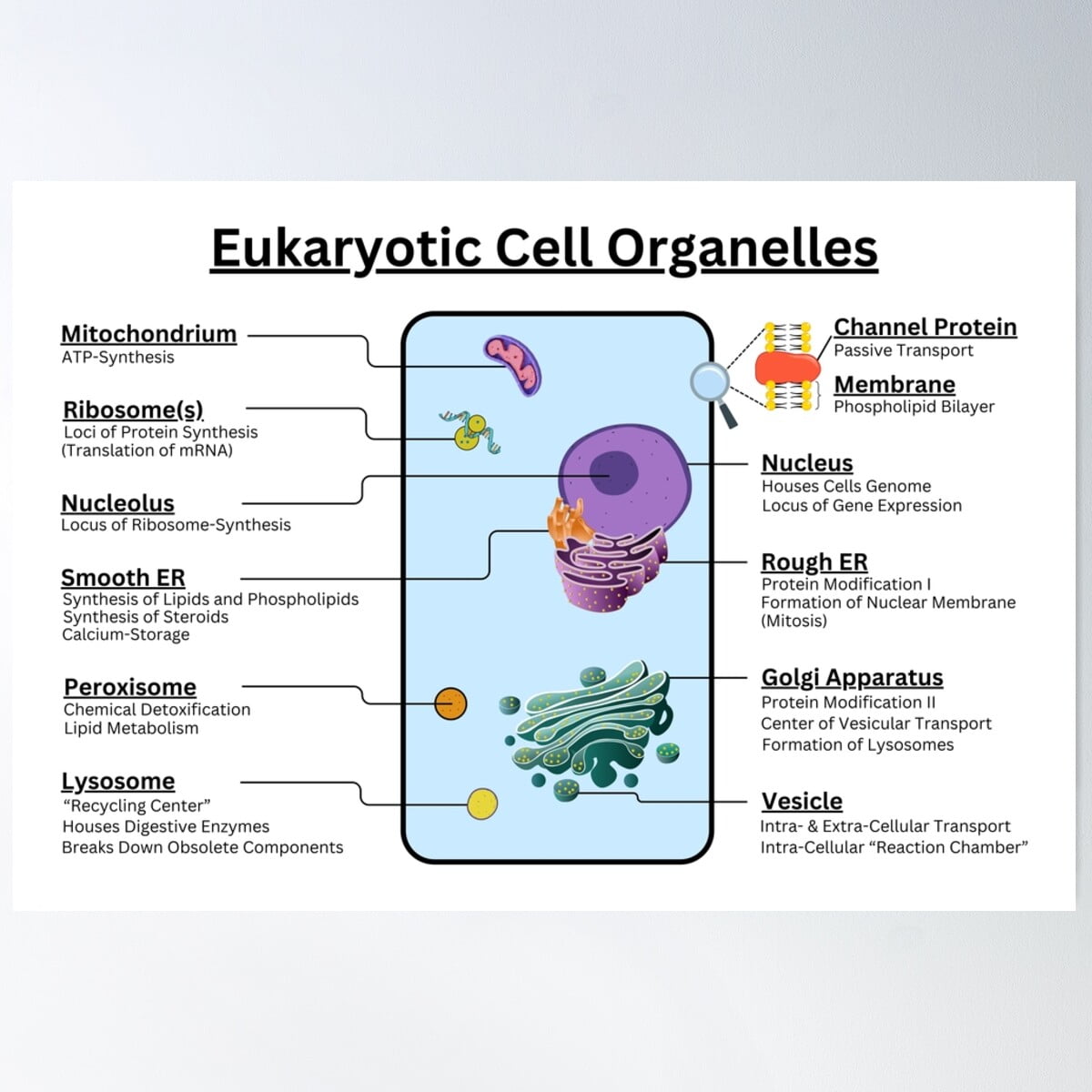 Eukaryotic Cell Organelles And Their Function Poster Wall Art, Modern ...