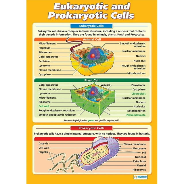 Eukaryotic and Prokaryotic Cells Science Poster - EXTRA LARGE ...