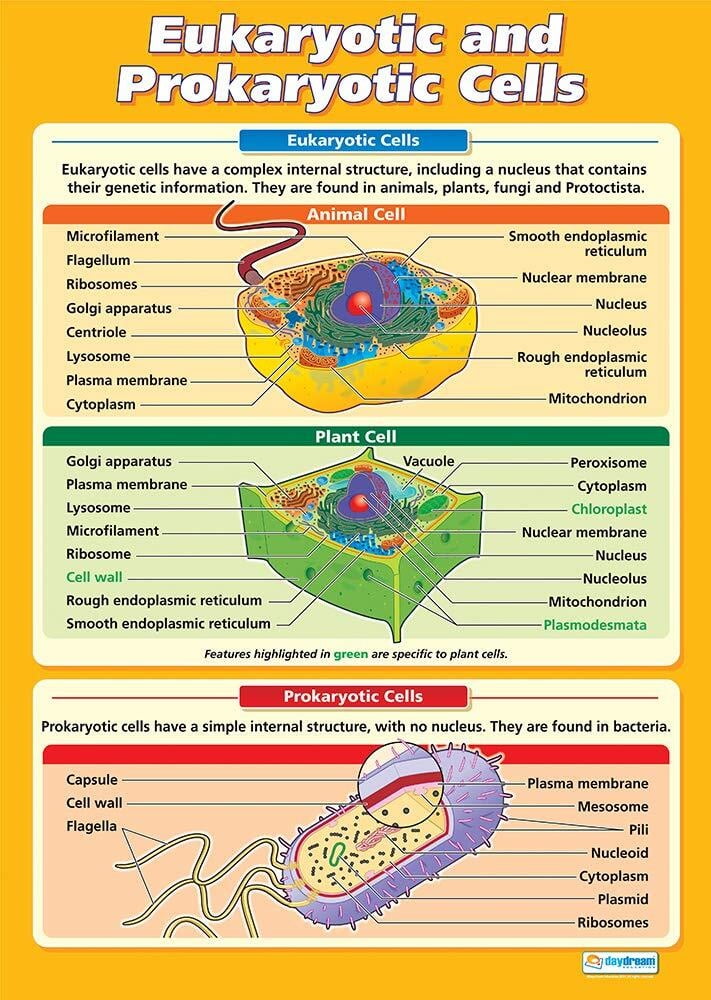 Eukaryotic and Prokaryotic Cells Science Poster - Gloss Paper - STEM ...