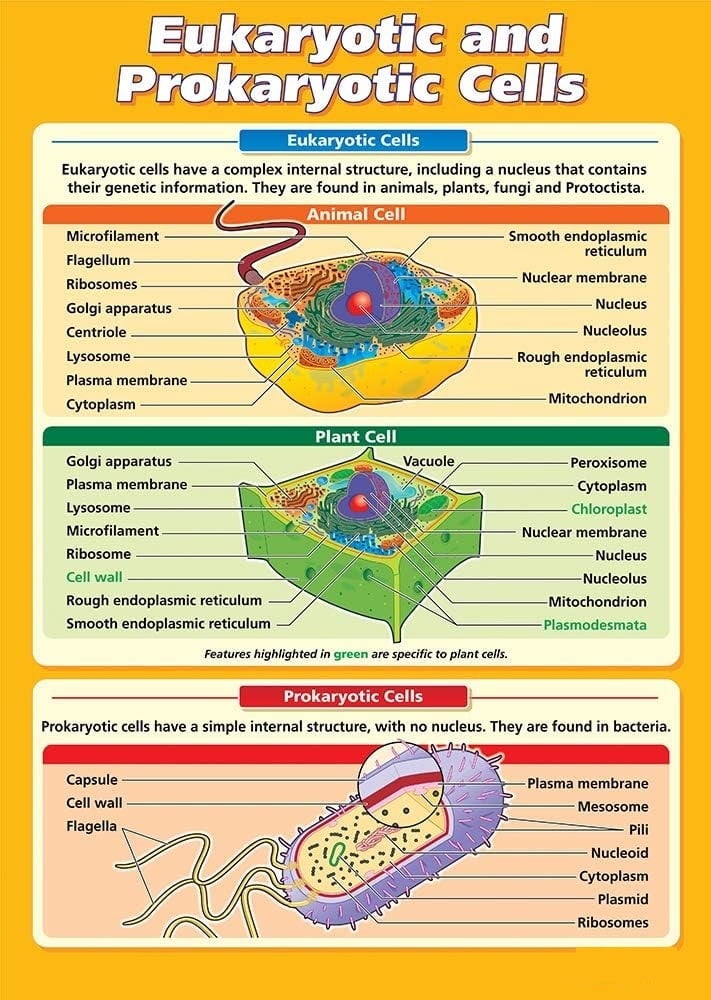 Eukaryotic and Prokaryotic Cells Science Poster STEM Middle & High ...
