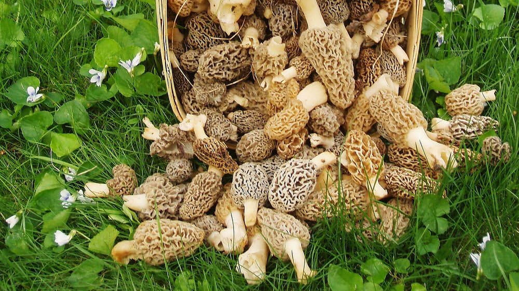 Eunivus Garden Mushroom Growing Kit, Morel Mushroom Spores, Sawdust Bag ...